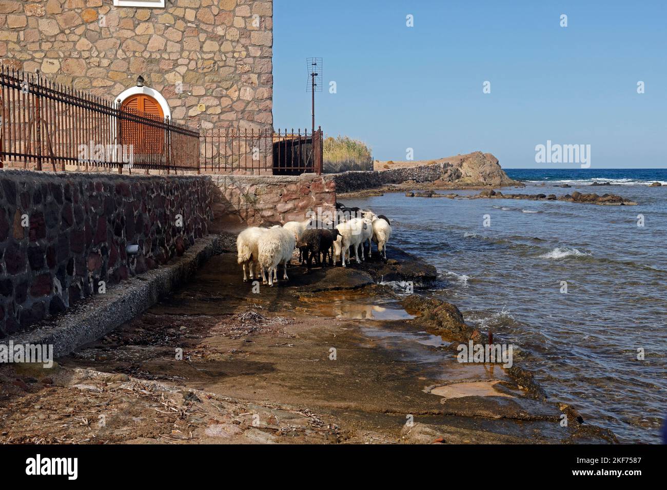 Un piccolo gregge di pecore che si snoda lungo uno stretto sentiero sul ...
