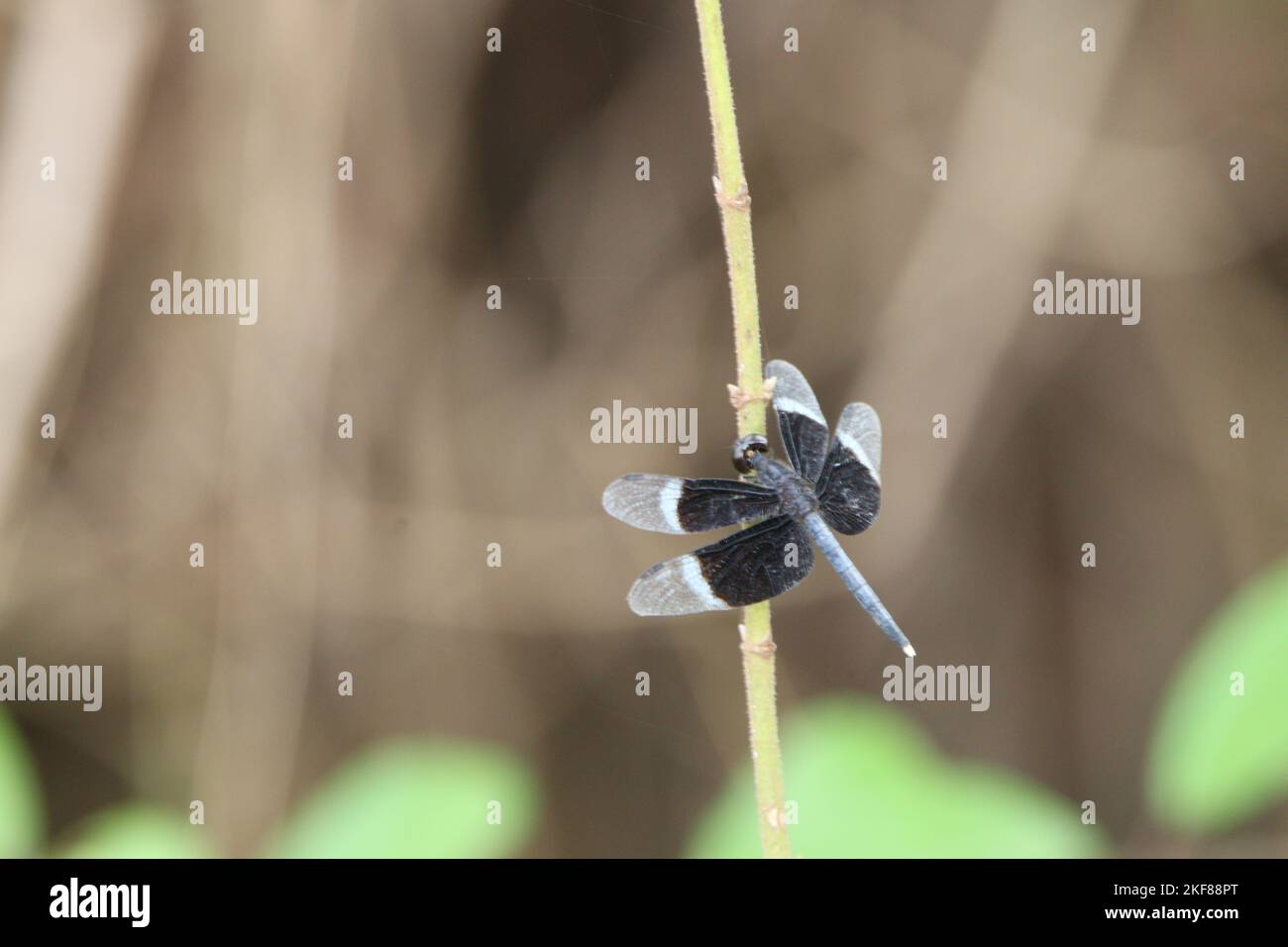 Amante degli insetti immagini e fotografie stock ad alta risoluzione ...