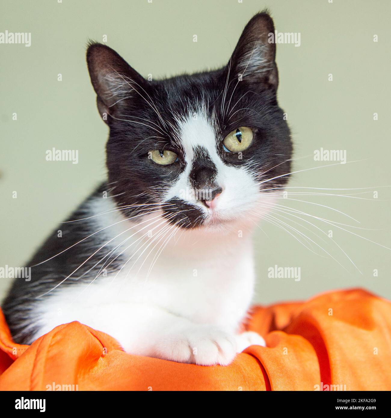 Testa gatto immagini e fotografie stock ad alta risoluzione - Alamy