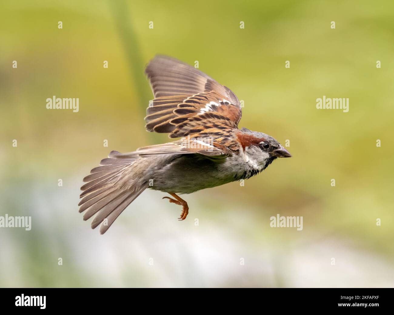 Passeri domestici in volo immagini e fotografie stock ad alta risoluzione - Alamy