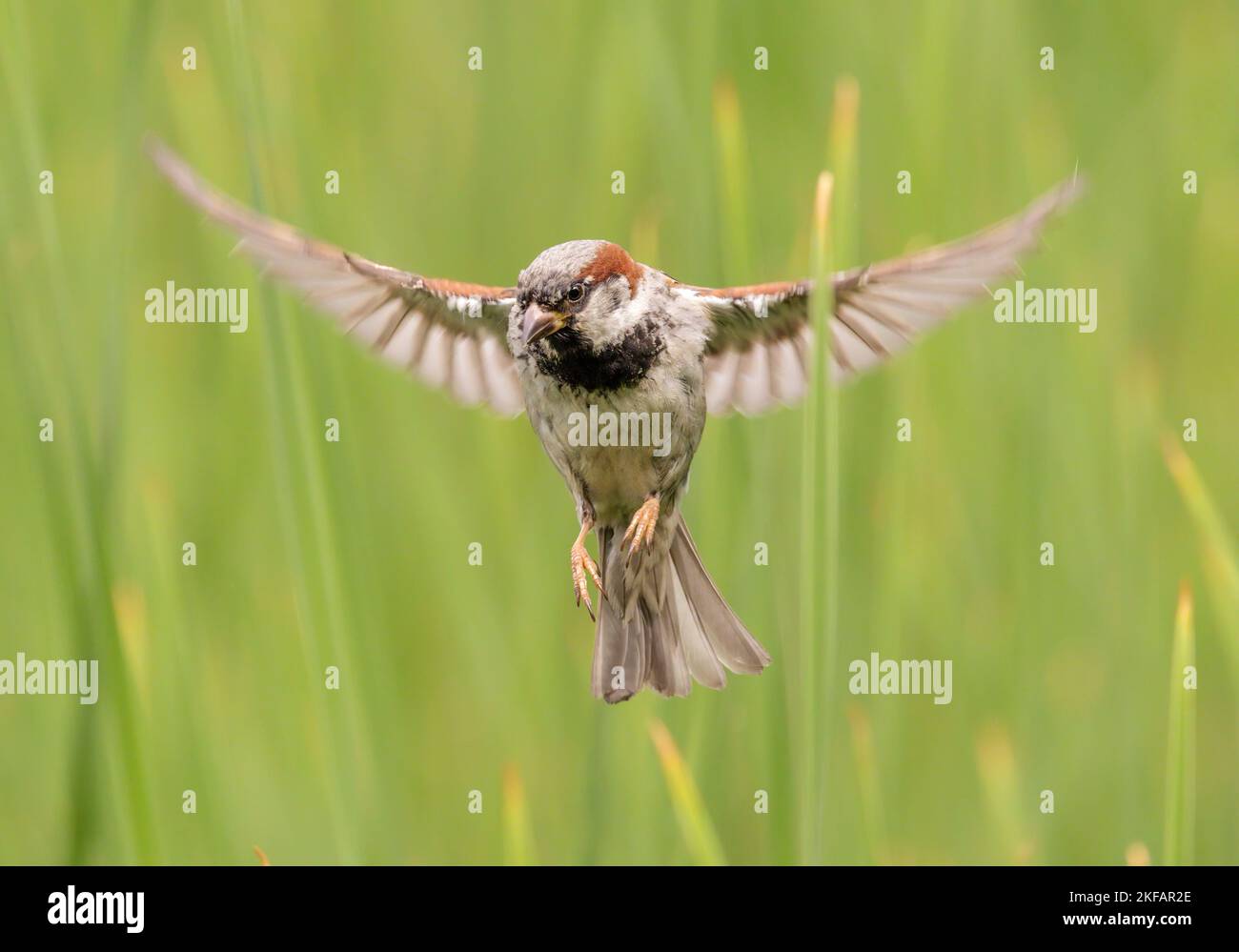 Passeri domestici in volo immagini e fotografie stock ad alta ...