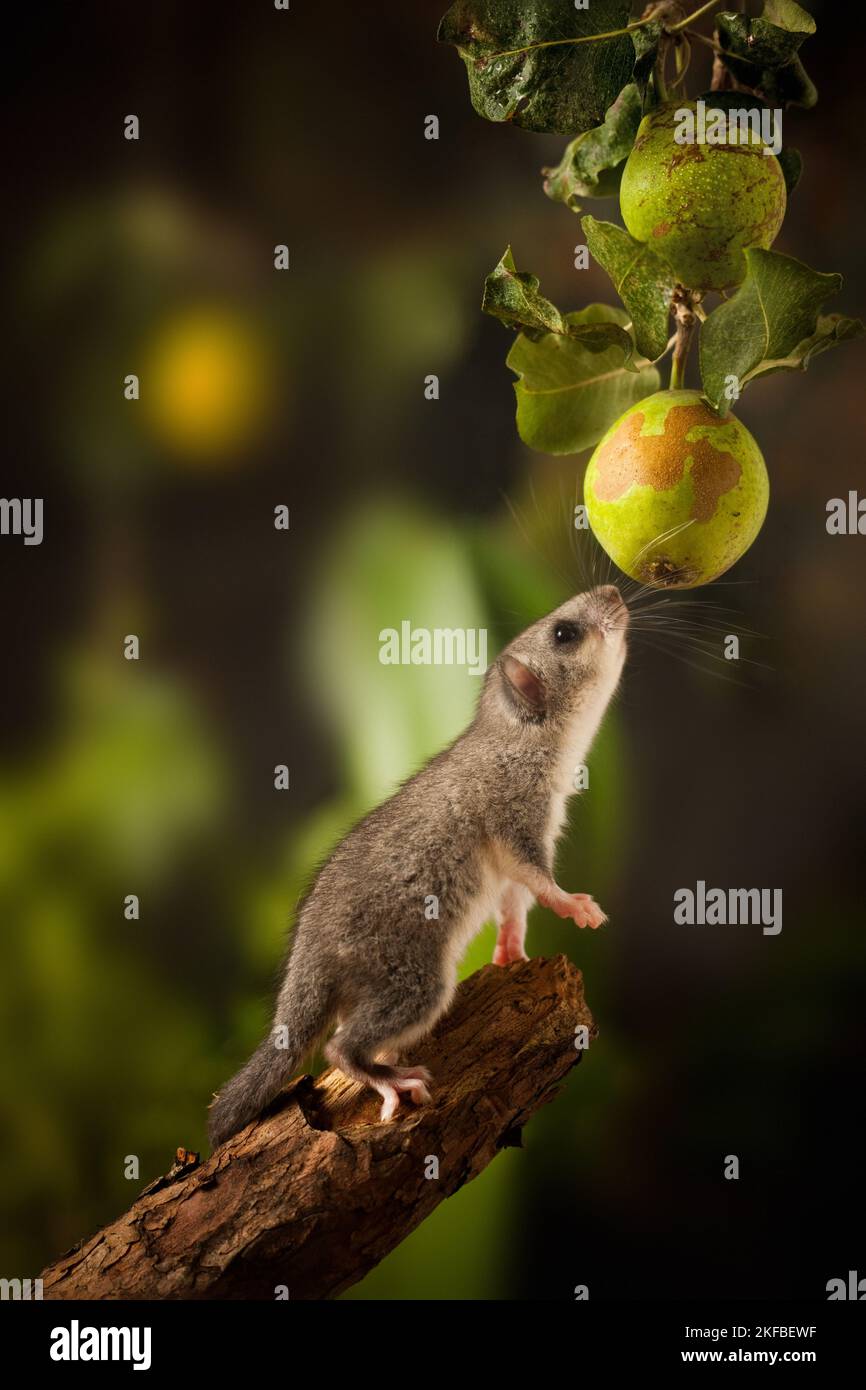 Ghiro commestibile glis glis mele immagini e fotografie stock ad alta ...