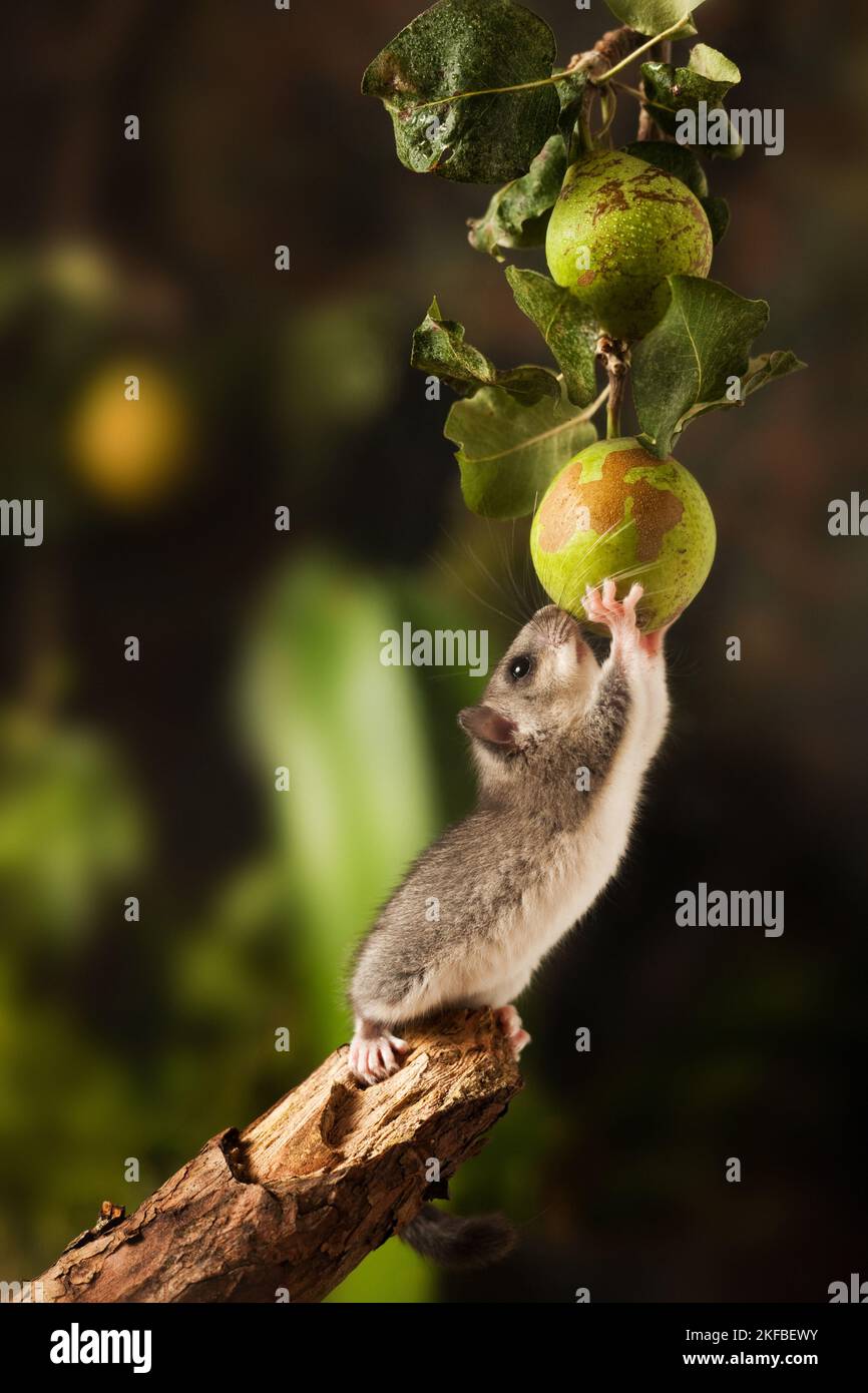 Ghiro commestibile glis glis mele immagini e fotografie stock ad alta ...