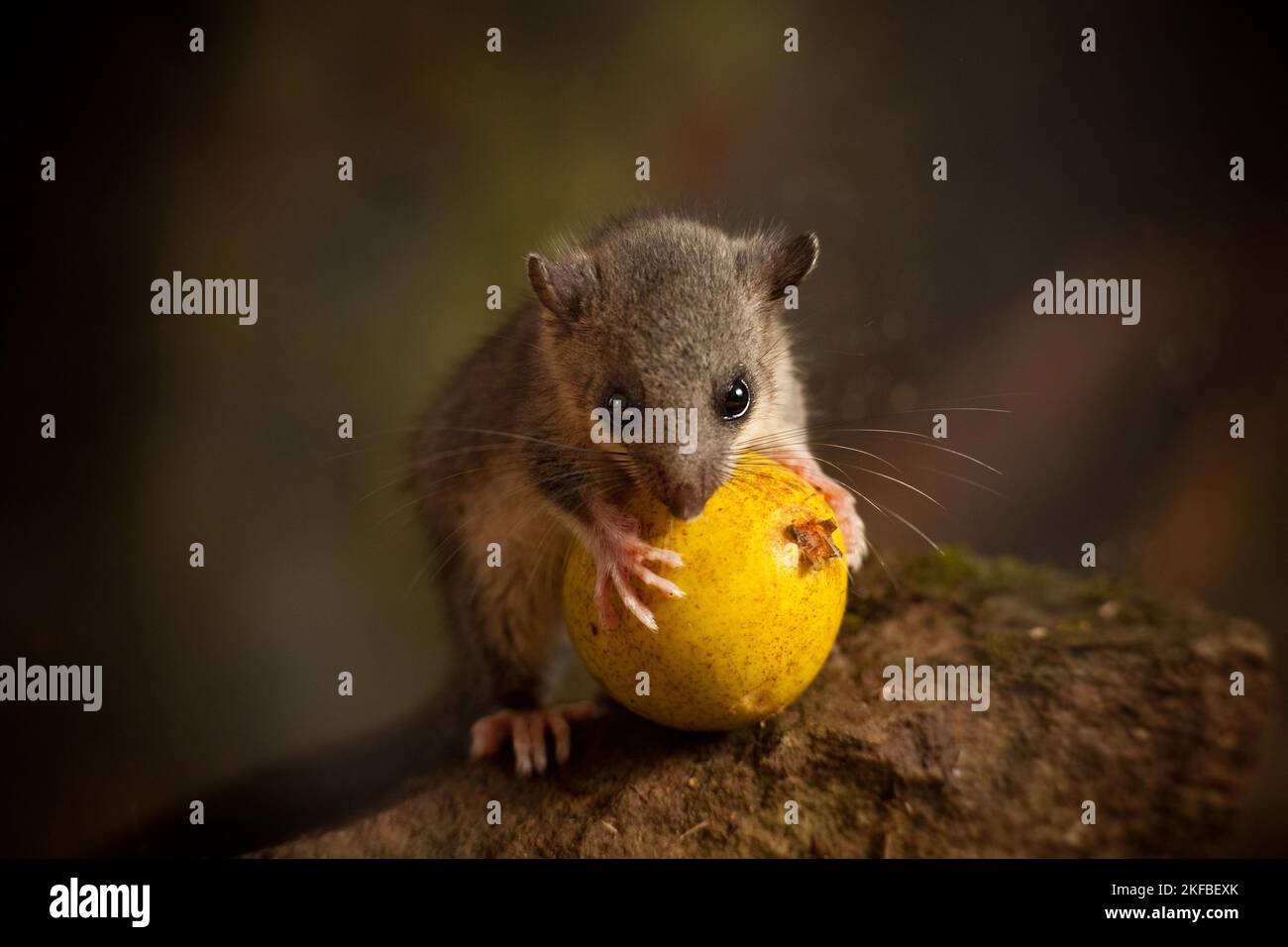 Ghiro commestibile glis glis mele immagini e fotografie stock ad alta ...