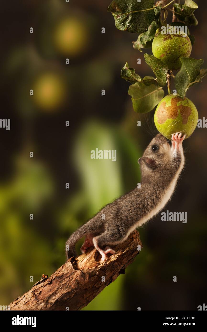 Ghiro commestibile glis glis mele immagini e fotografie stock ad alta ...
