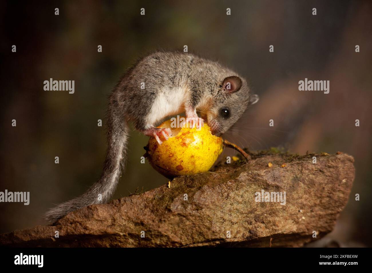 Ghiro commestibile glis glis mele immagini e fotografie stock ad alta ...