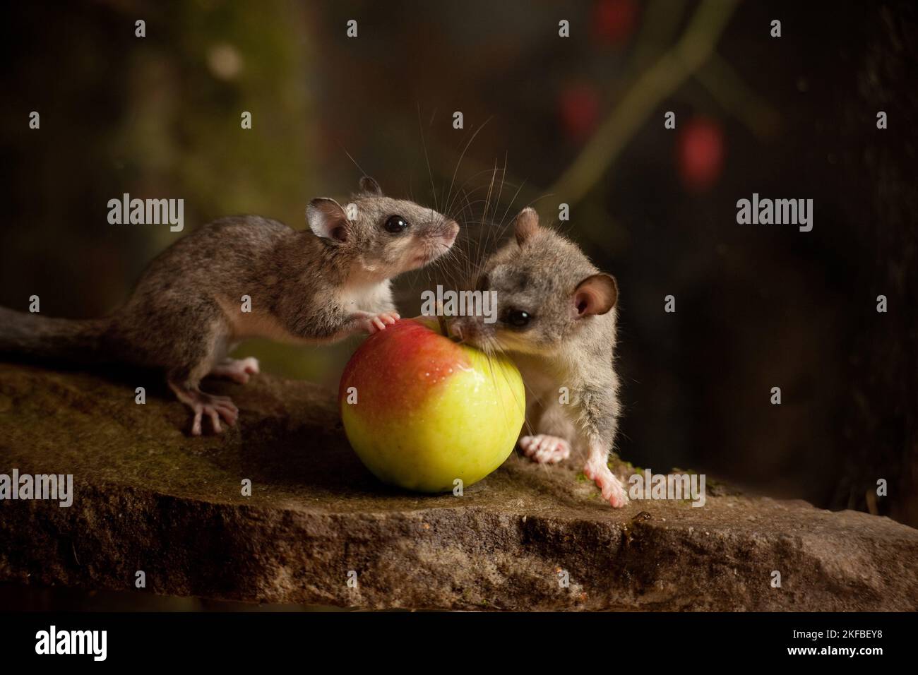 Ghiro commestibile glis glis mele immagini e fotografie stock ad alta ...
