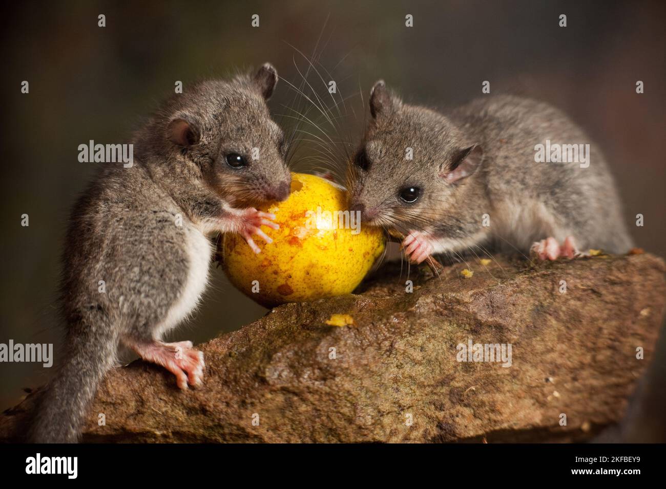 Ghiro commestibile glis glis mele immagini e fotografie stock ad alta ...