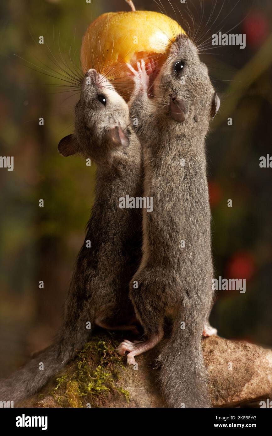 Ghiro commestibile glis glis mele immagini e fotografie stock ad alta ...