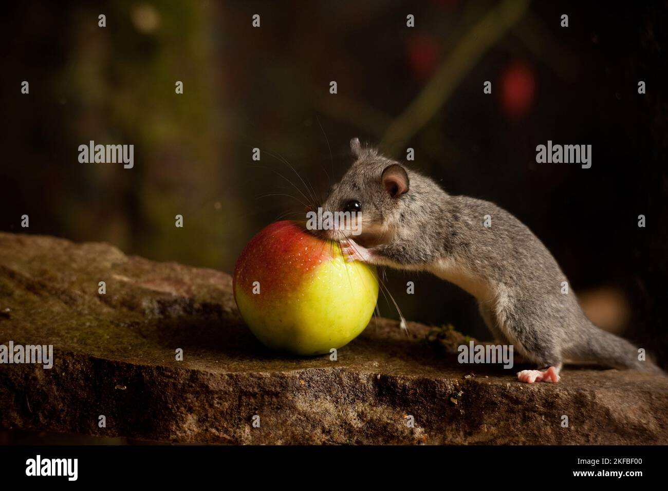 Ghiro commestibile glis glis mele immagini e fotografie stock ad alta ...