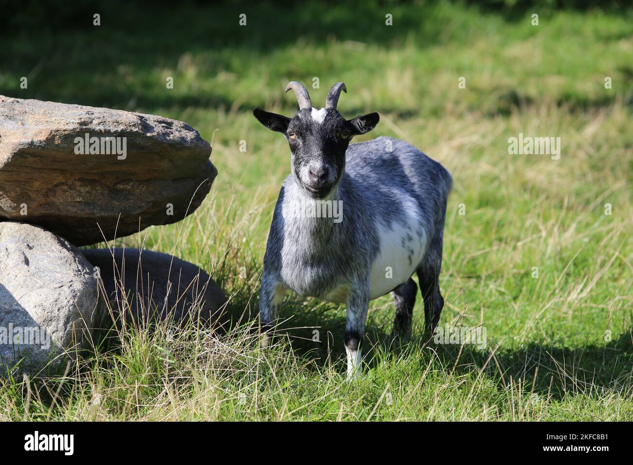 Capra pezzata immagini e fotografie stock ad alta risoluzione - Alamy