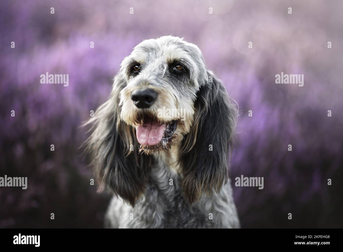 Cane griffon nivernais immagini e fotografie stock ad alta risoluzione ...