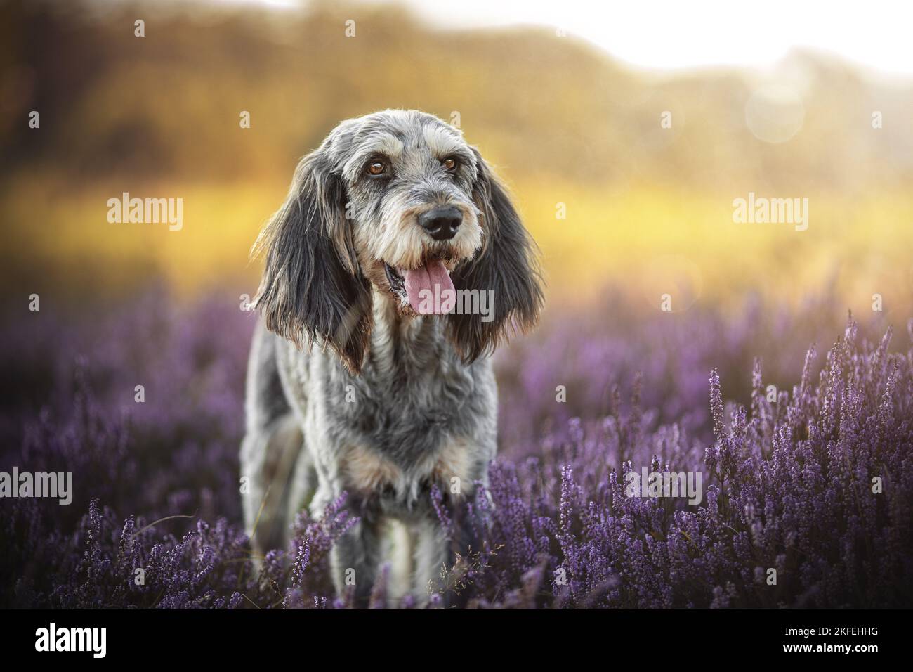 Cane griffon nivernais immagini e fotografie stock ad alta risoluzione ...