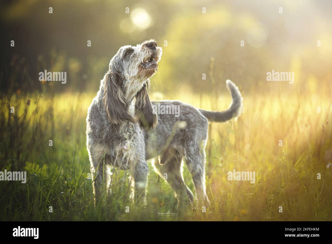 Cane griffon nivernais immagini e fotografie stock ad alta risoluzione ...