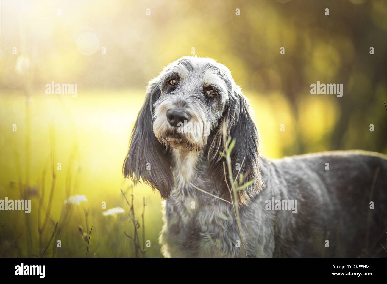 Cane griffon nivernais immagini e fotografie stock ad alta risoluzione ...