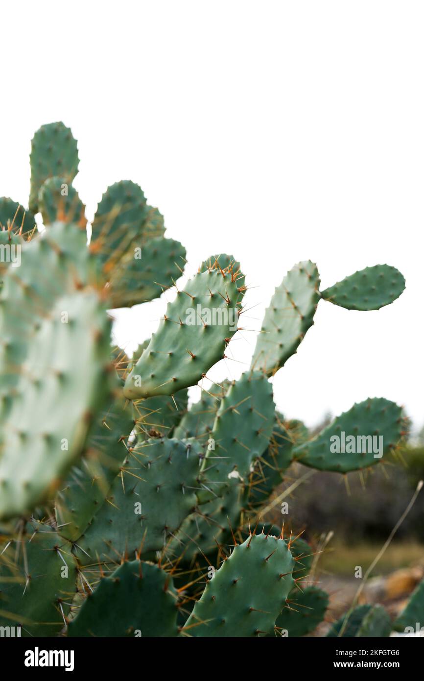 Cactus cute illustration cartoon immagini e fotografie stock ad alta ...