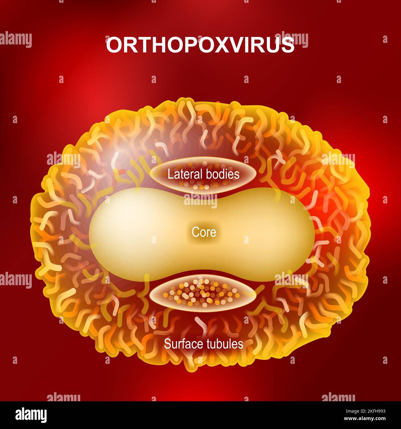 Vettori vettoriali del virus del vaiolo delle scimmie immagini e ...