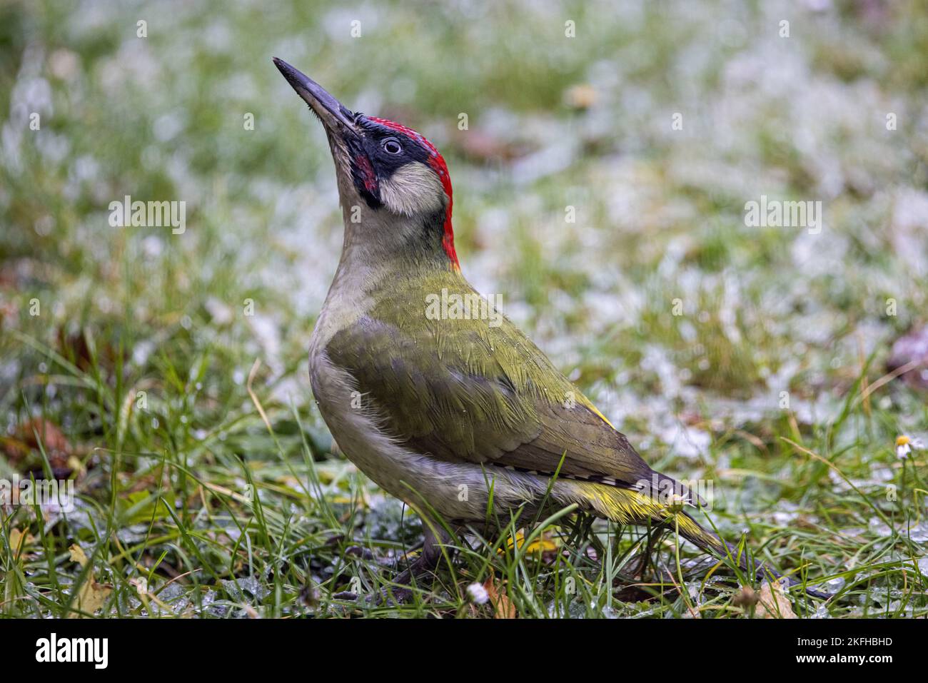 Picchio verde eurasiatico immagini e fotografie stock ad alta ...