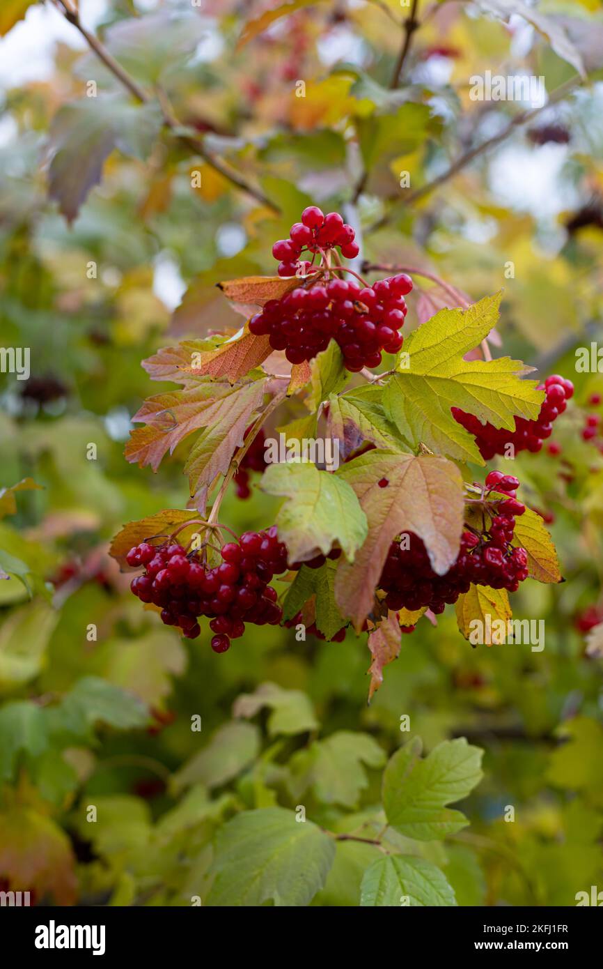 Sfondo da bellissimi frutti rossi di viburnum vulgaris. Bacche rosse di ...