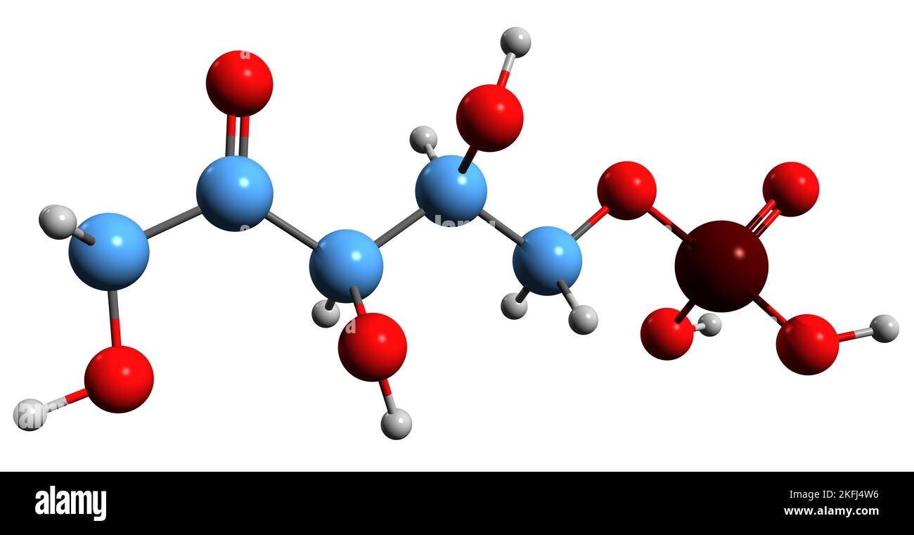 Ribulosio 5 fosfato immagini e fotografie stock ad alta risoluzione - Alamy