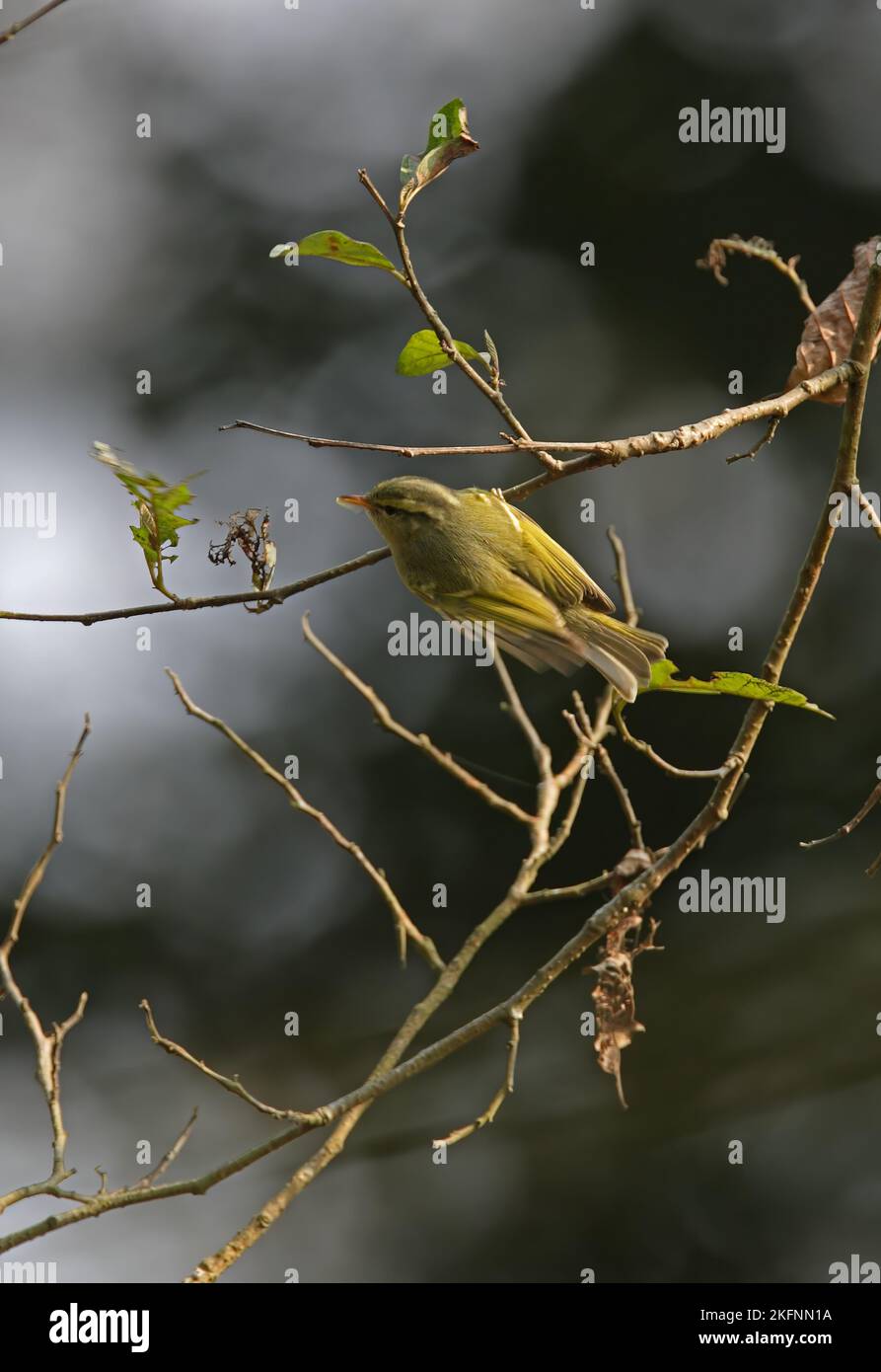 Phylloscopus reguloides immagini e fotografie stock ad alta risoluzione ...