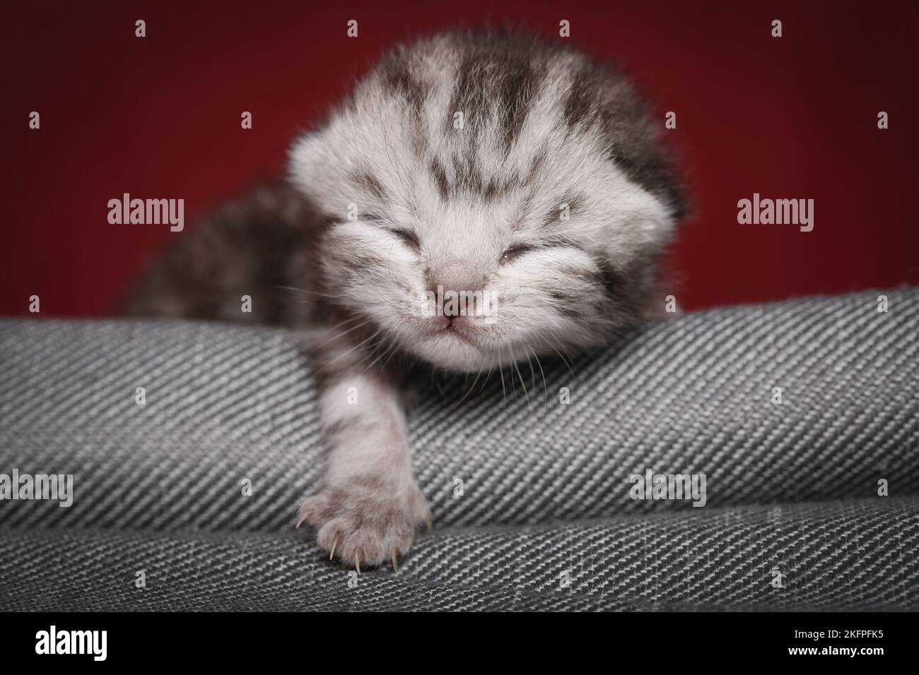 British shorthair baby immagini e fotografie stock ad alta risoluzione ...