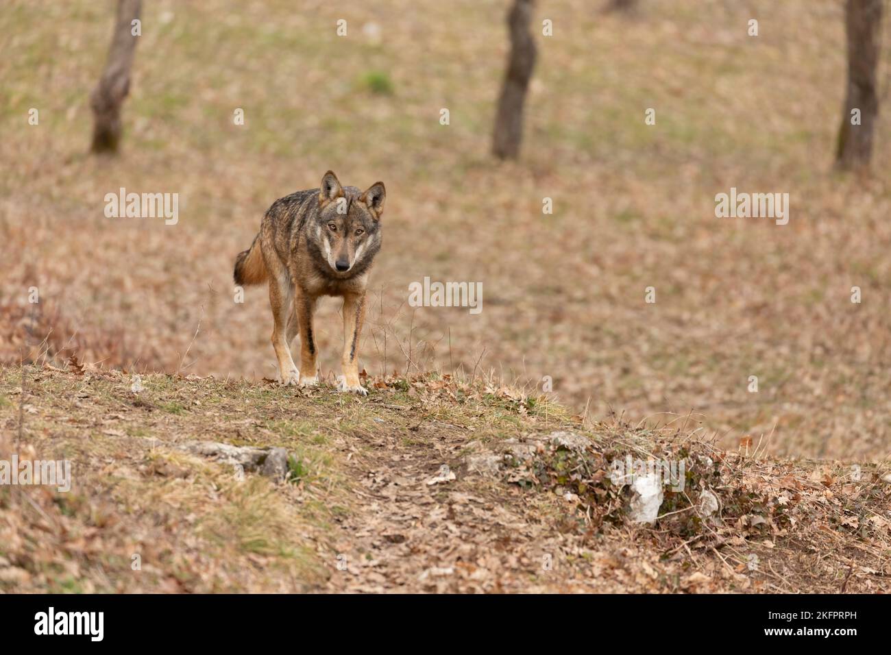 Italian wolf immagini e fotografie stock ad alta risoluzione - Alamy