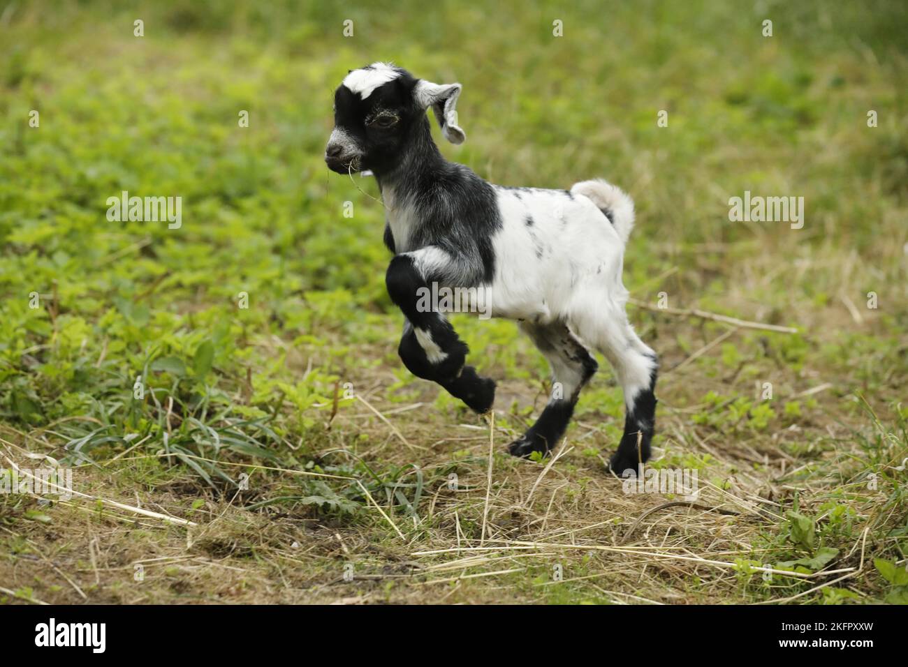 Capra pezzata immagini e fotografie stock ad alta risoluzione - Alamy