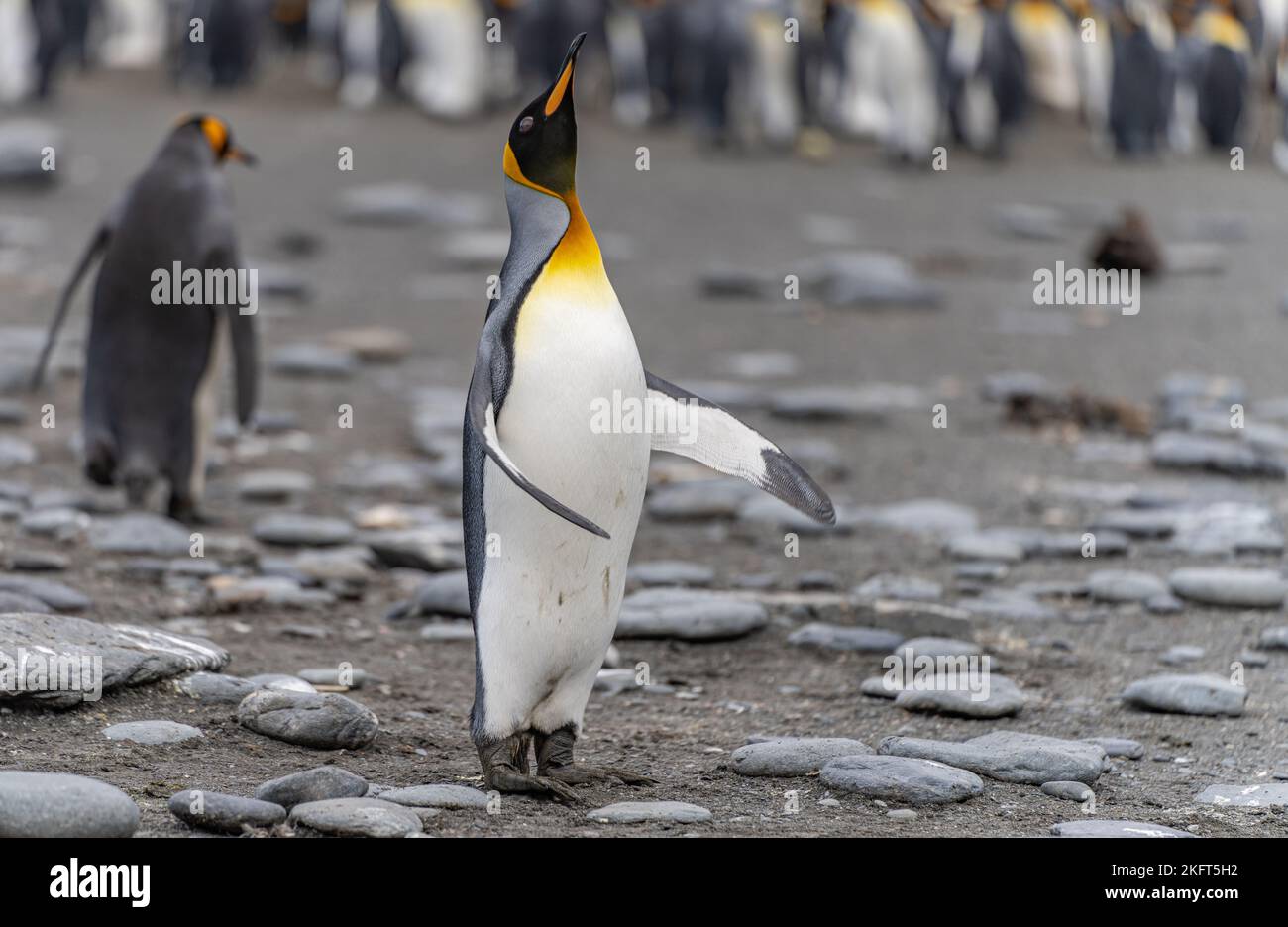 Antartide andata e ritorno immagini e fotografie stock ad alta ...
