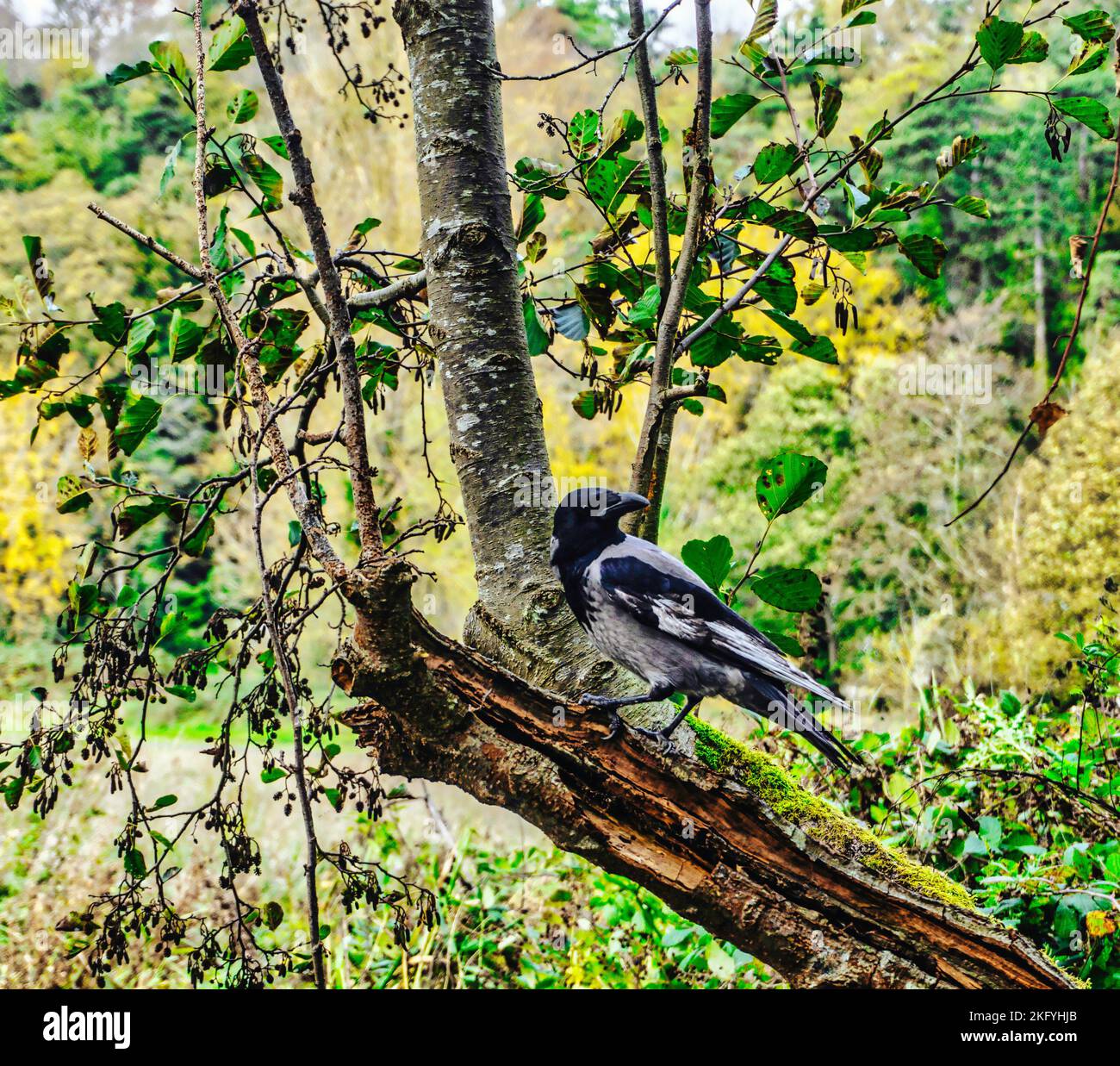 Animale del parco immagini e fotografie stock ad alta risoluzione - Alamy