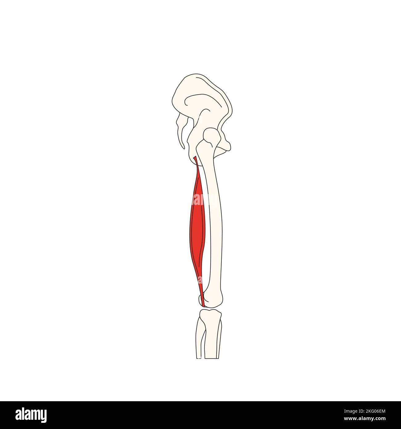 anatomia umana drawing biceps muscolo della coscia, muscolo biceps ...