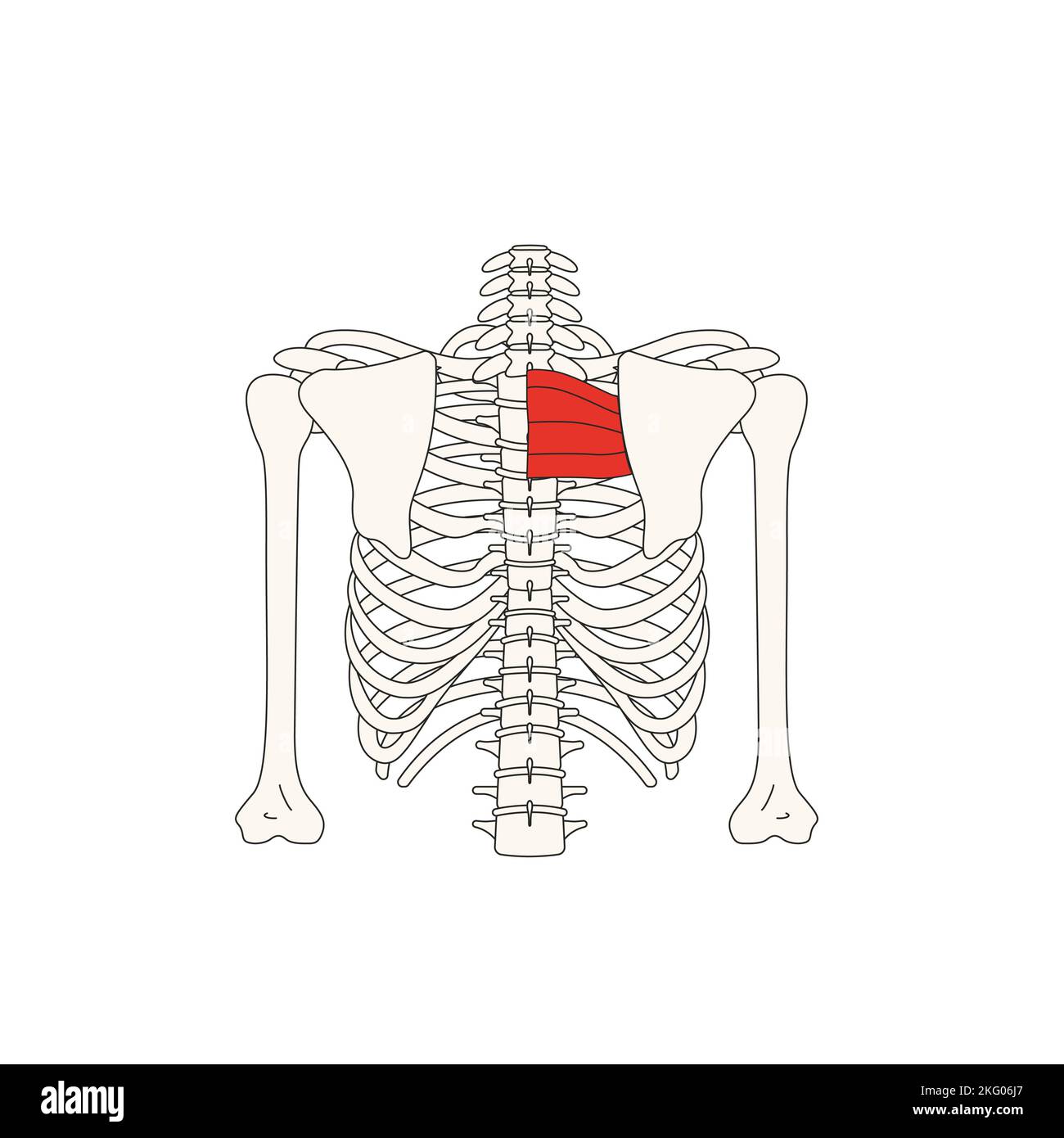 Anatomía de los músculos mayores romboides immagini e fotografie stock ...