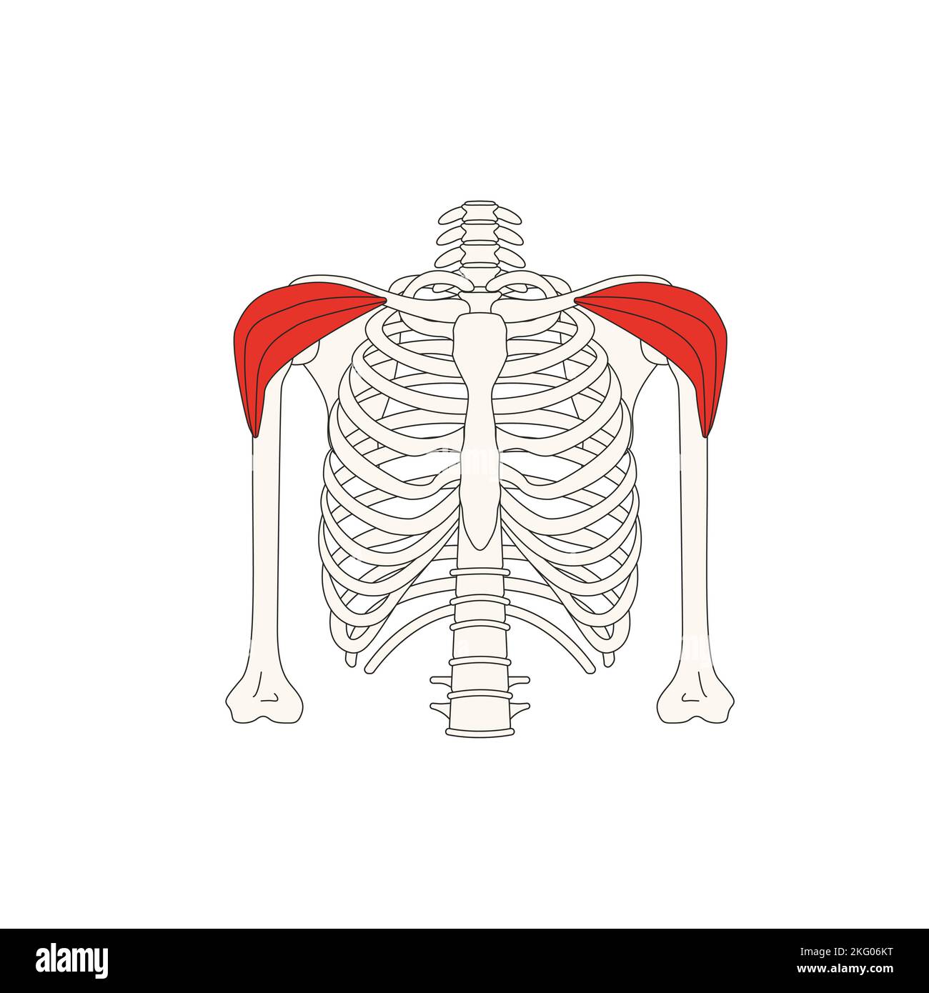 Illustration deltoid muscle anatomy immagini e fotografie stock ad alta ...