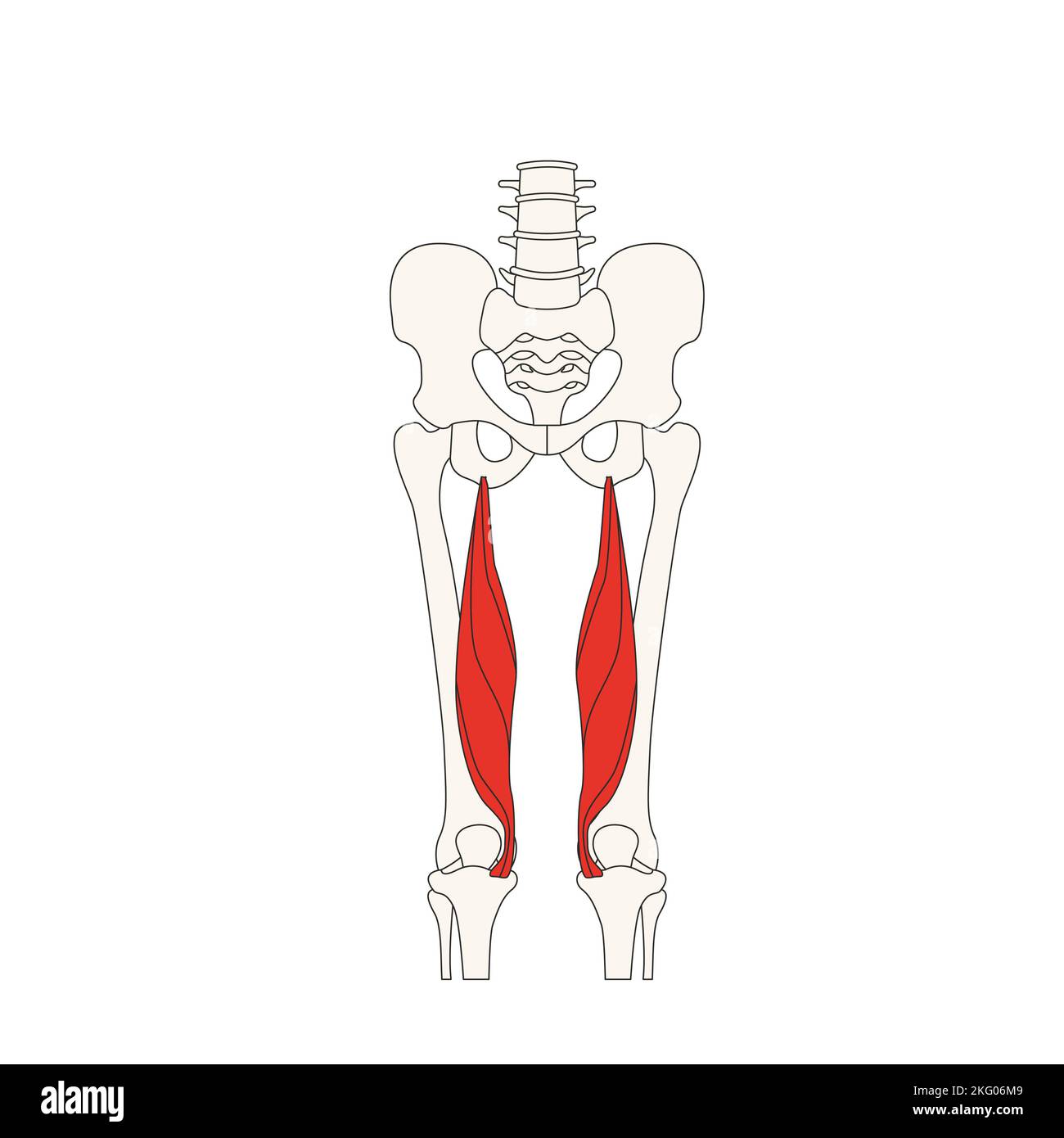 anatomia umana drawing musculus semimembranosus Foto stock - Alamy
