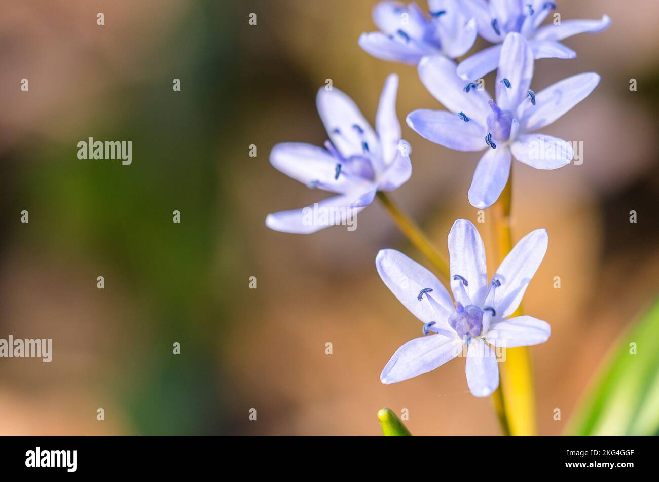 La Scilla bifolia, lo squill alpino o squill a due foglie, è una pianta ...