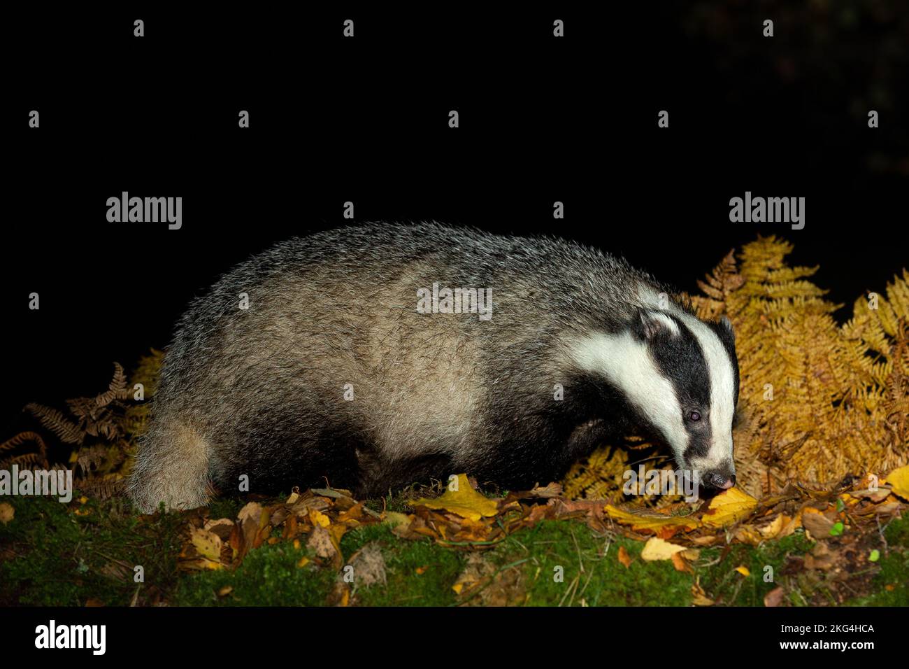 Primo piano di un tasso selvatico immagini e fotografie stock ad alta ...