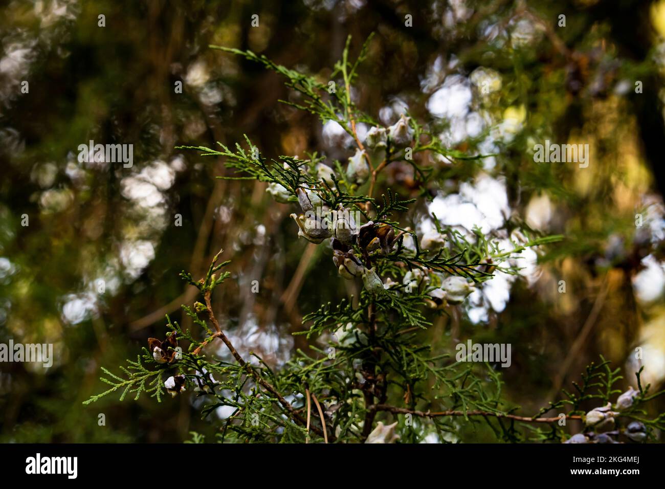 Arizona cypress cupressus arizonica immagini e fotografie stock ad alta ...