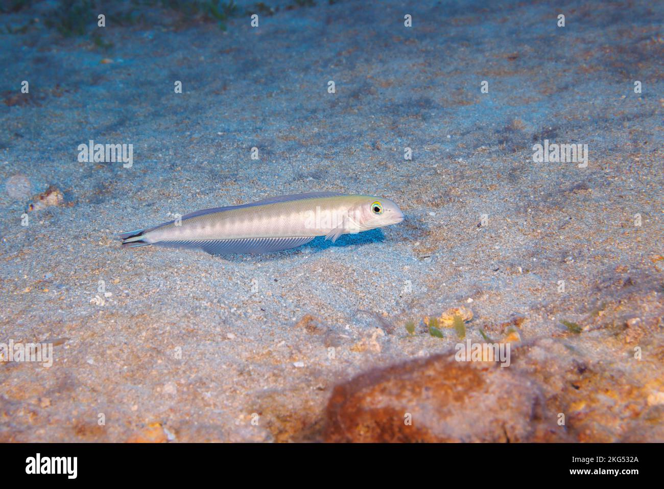 Il flagtail musdea americana, Malacanthus brevirostris, o quakerfish ...