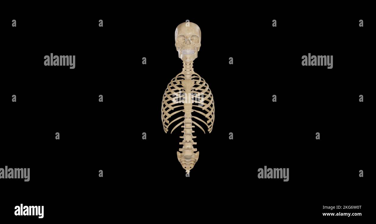 Quinta vertebra lombare immagini e fotografie stock ad alta risoluzione - Alamy