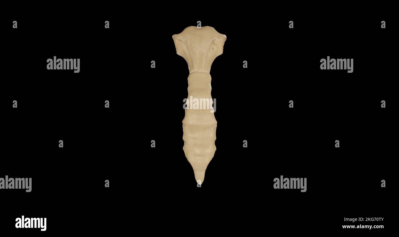 Sterno umano immagini e fotografie stock ad alta risoluzione - Alamy