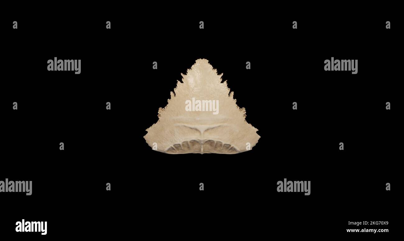 Protuberancia occipital externa immagini e fotografie stock ad alta ...