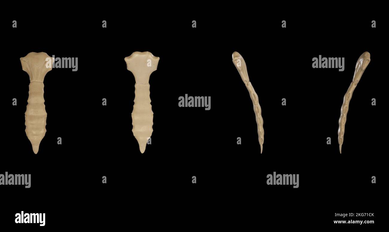 Articolazione con lo sterno immagini e fotografie stock ad alta ...