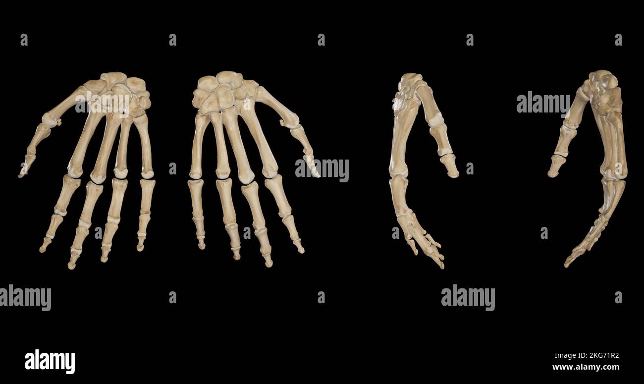 Ossa irregolari immagini e fotografie stock ad alta risoluzione - Alamy