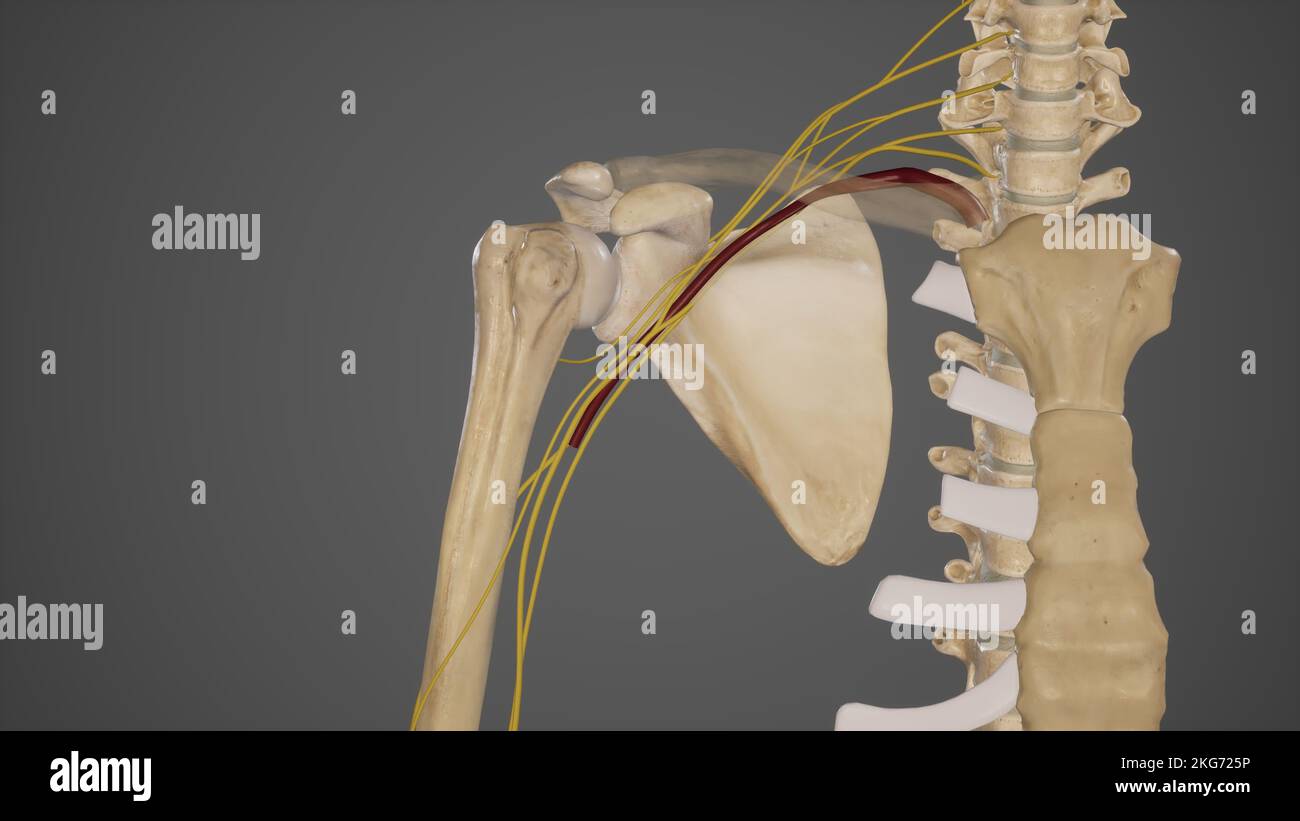 Divisioni del plesso brachiale immagini e fotografie stock ad alta ...