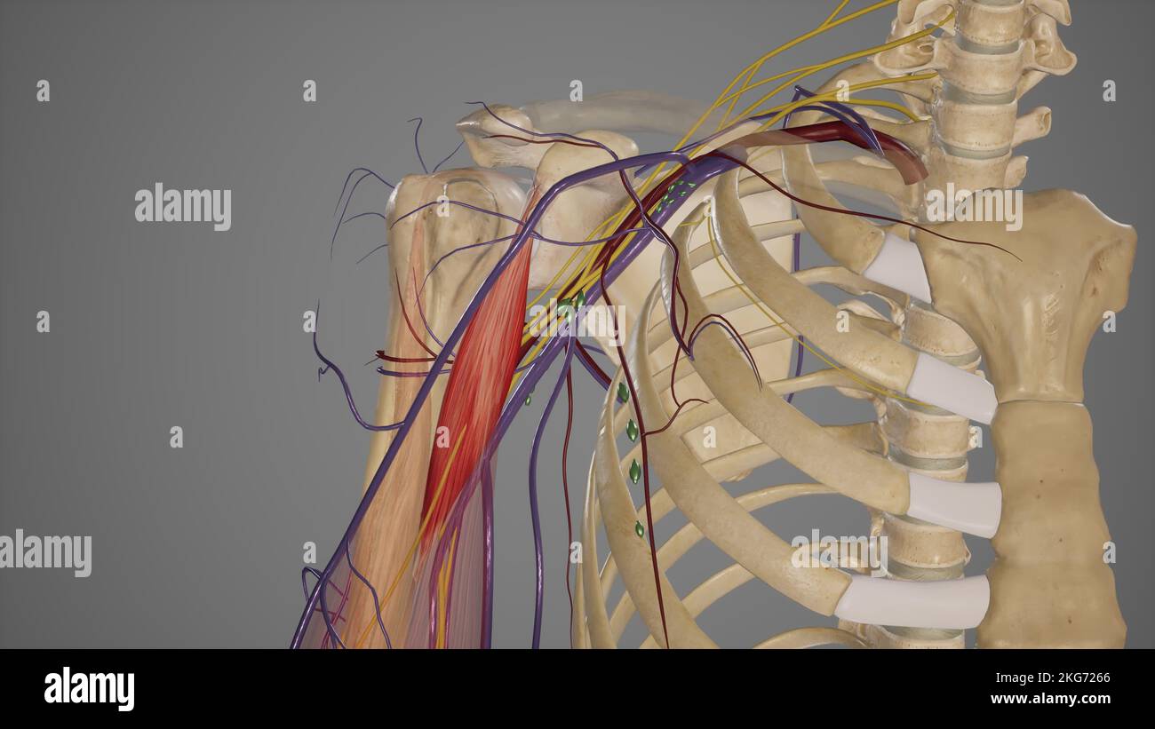 Divisioni del plesso brachiale immagini e fotografie stock ad alta ...