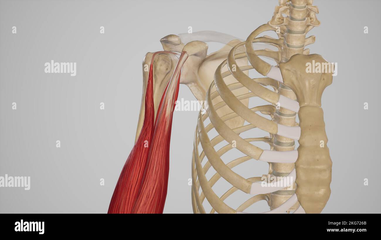 Muscoli scaleni immagini e fotografie stock ad alta risoluzione - Alamy