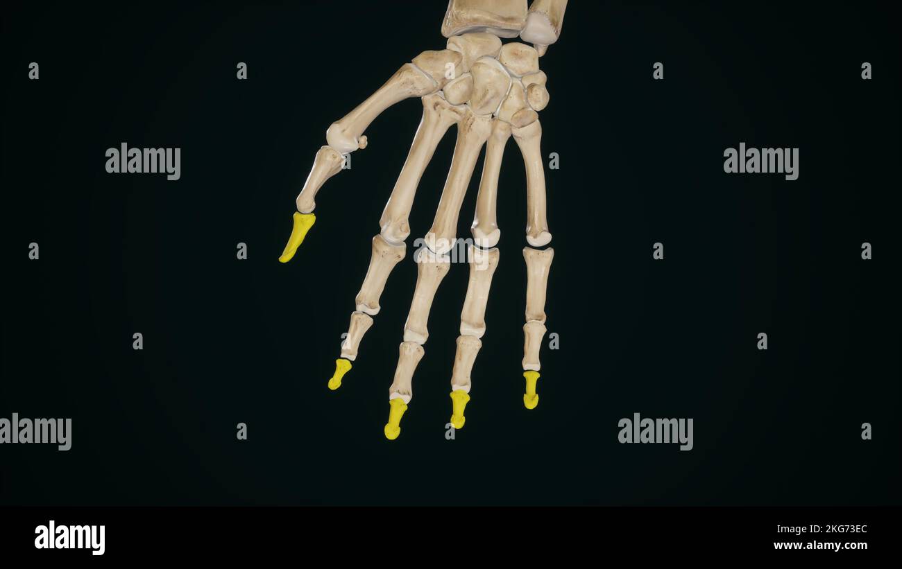 Falangi prossimali immagini e fotografie stock ad alta risoluzione - Alamy