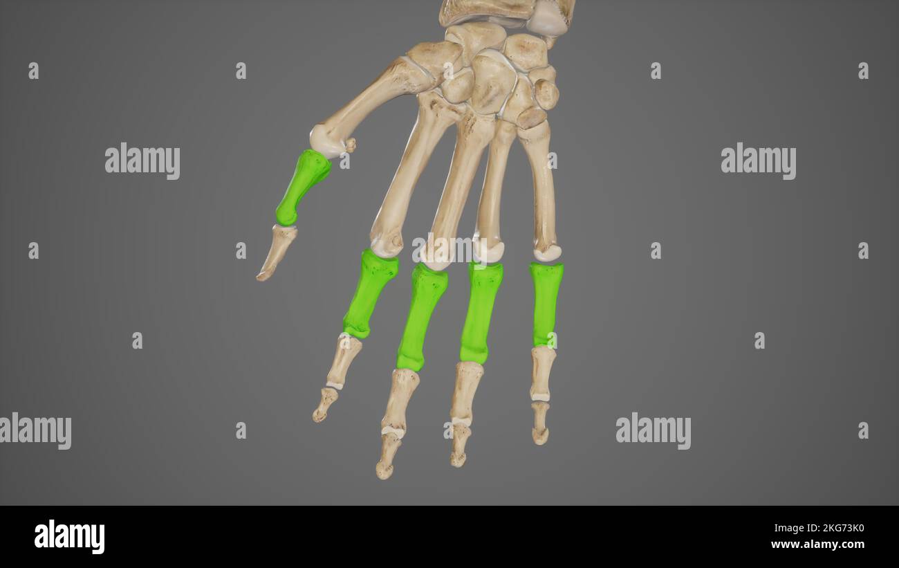 Anatomia delle falangi immagini e fotografie stock ad alta risoluzione ...