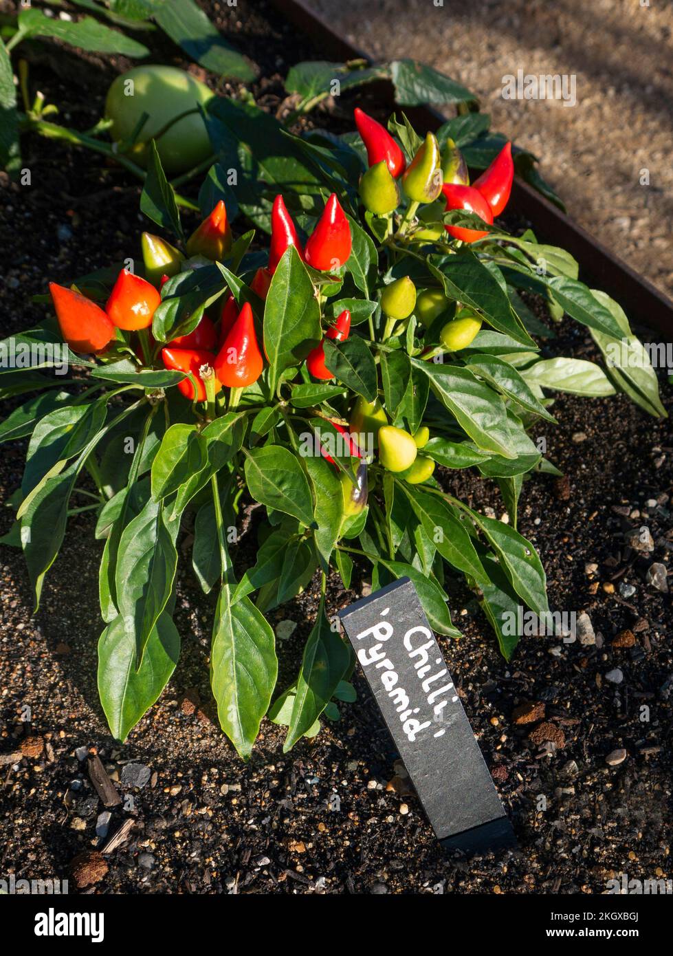 Piramide del peperoncino immagini e fotografie stock ad alta ...