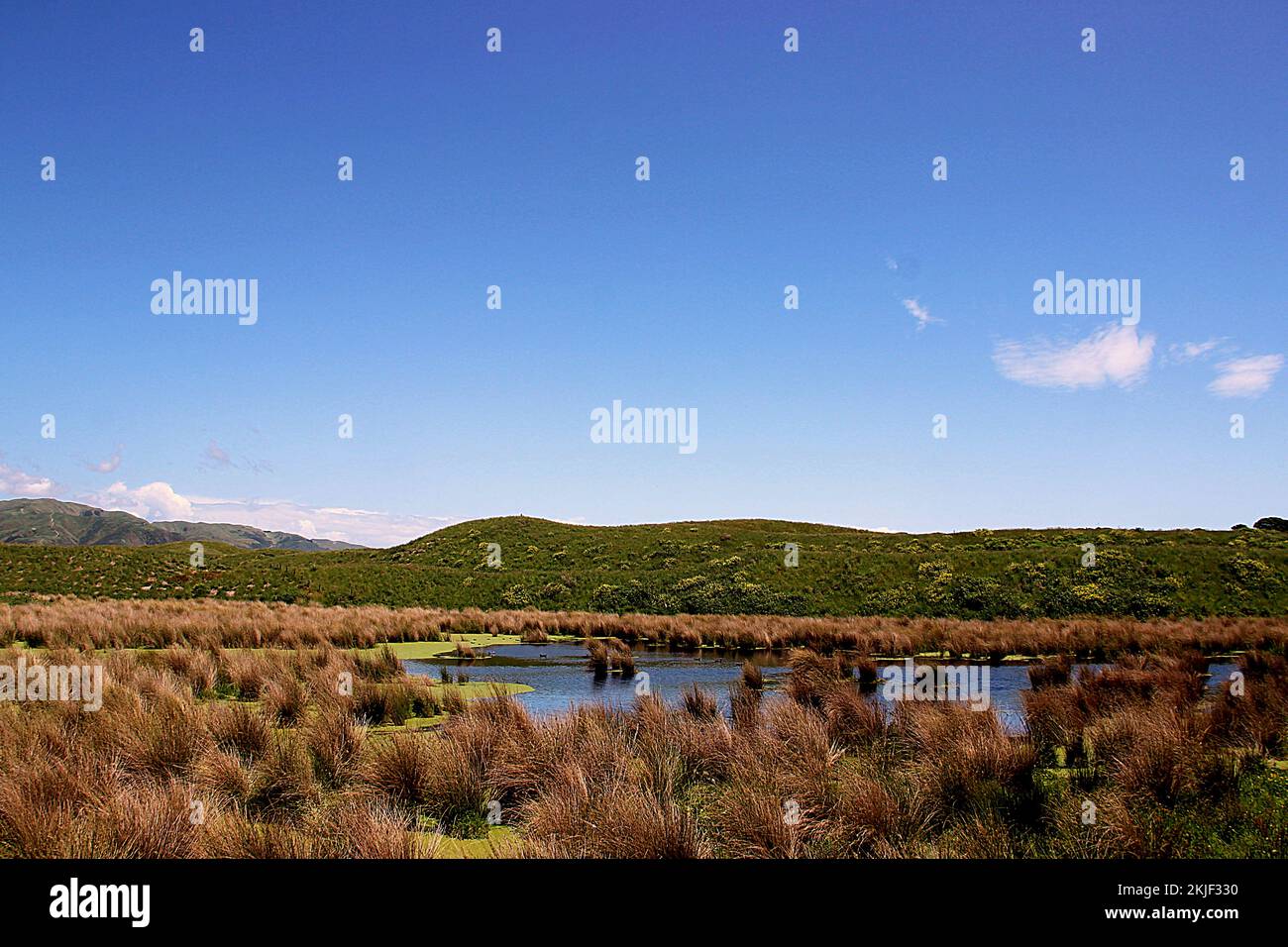 Acqua di palude immagini e fotografie stock ad alta risoluzione - Alamy